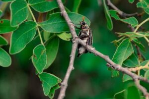 Top eight edible insects in Zimbabwe – The Scrivener
